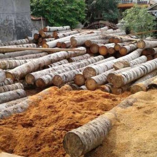 Daftar Harga Kayu Kaso (Per Ikat, Batang, m3) Agustus 2025